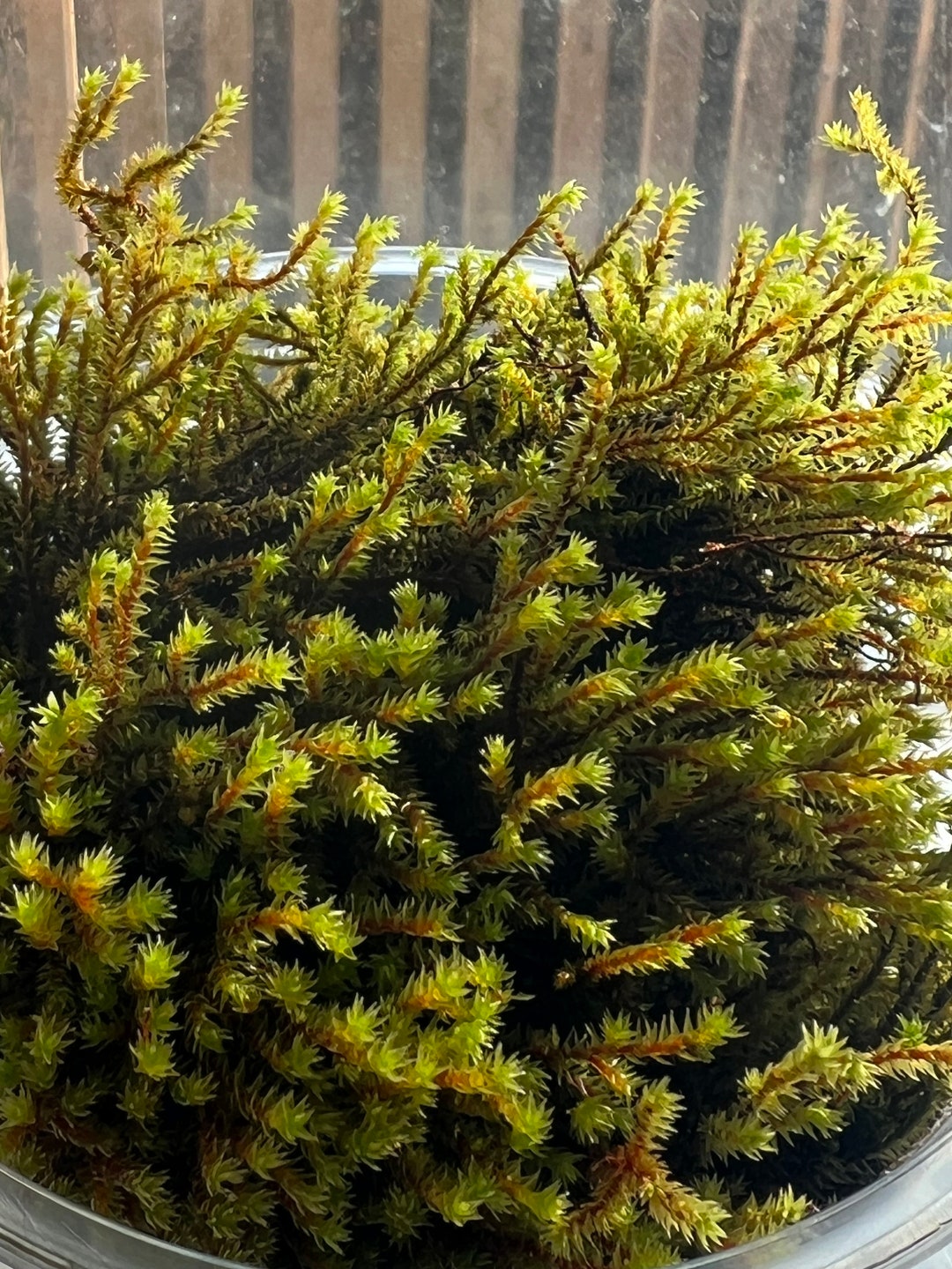 Spike Moss - Etsy