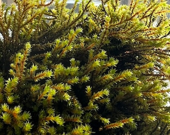 Selaginella Kraussiana “golden Terrarium” Spike Moss Starter Plant (ALL ...