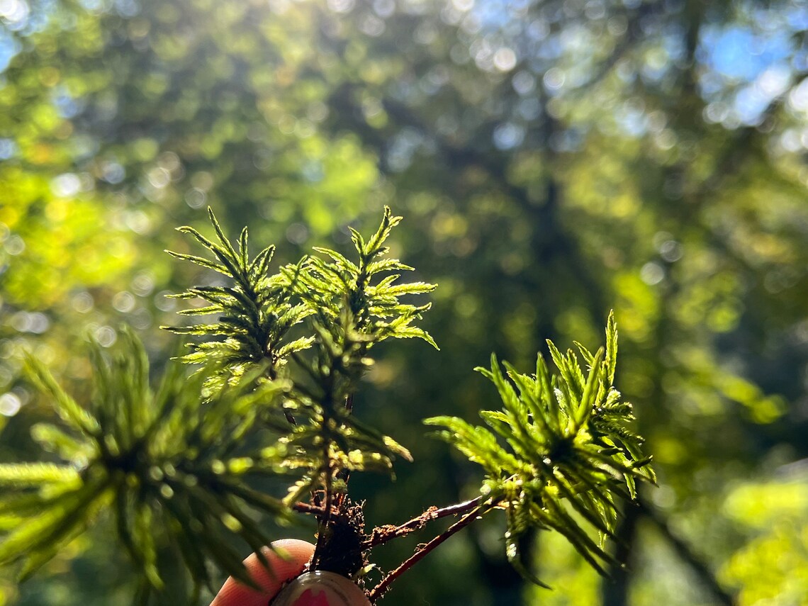 American Tree Moss - Etsy