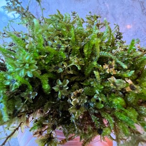 Mystery Mixed Moss - Etsy