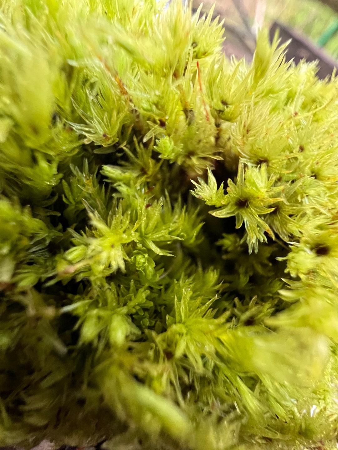 Twisted or Star Moss ~ Tortula Ruralis - Etsy