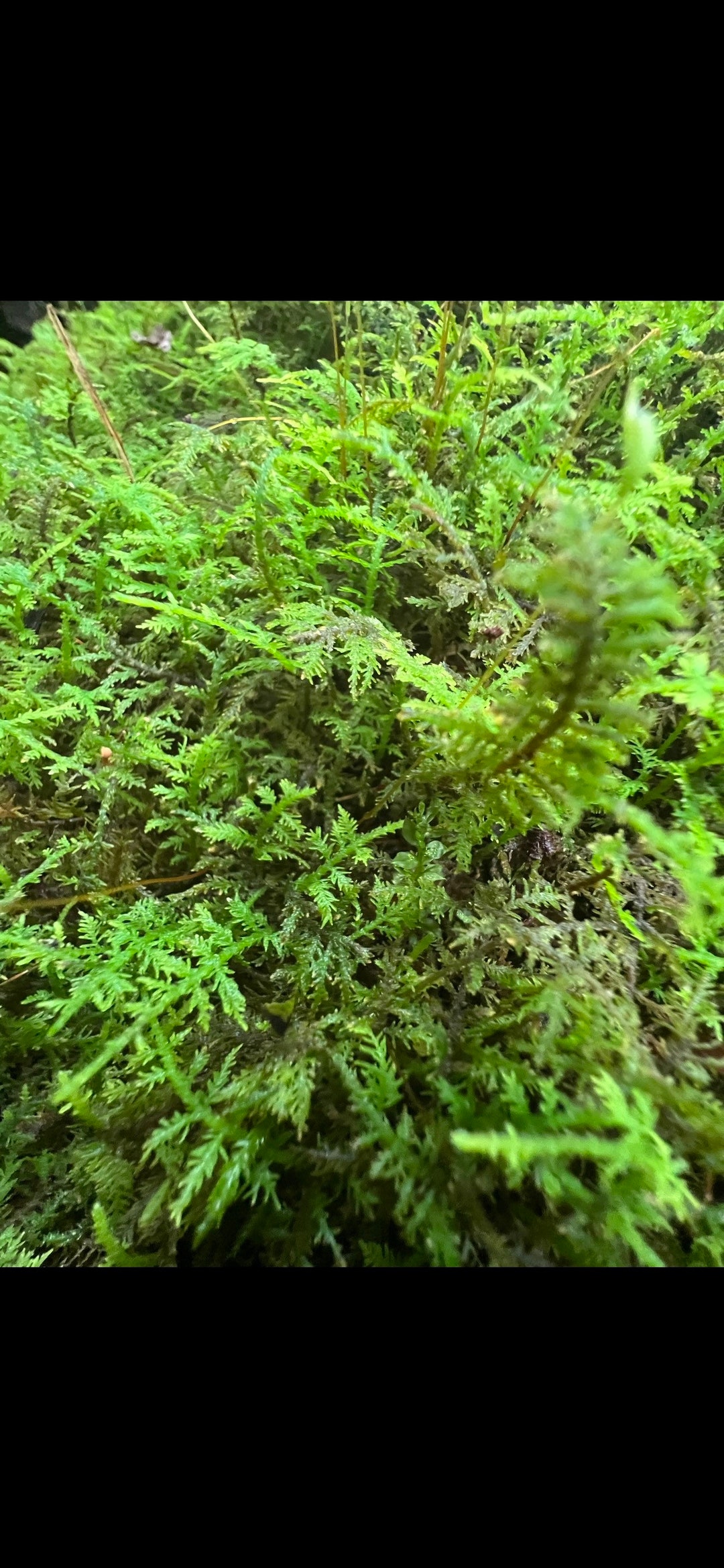 Delicate Fern Moss ~ Thuidium Delicatulum - Etsy