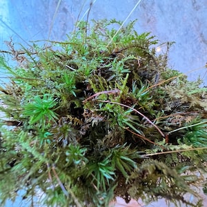 Mystery Mixed Moss - Etsy