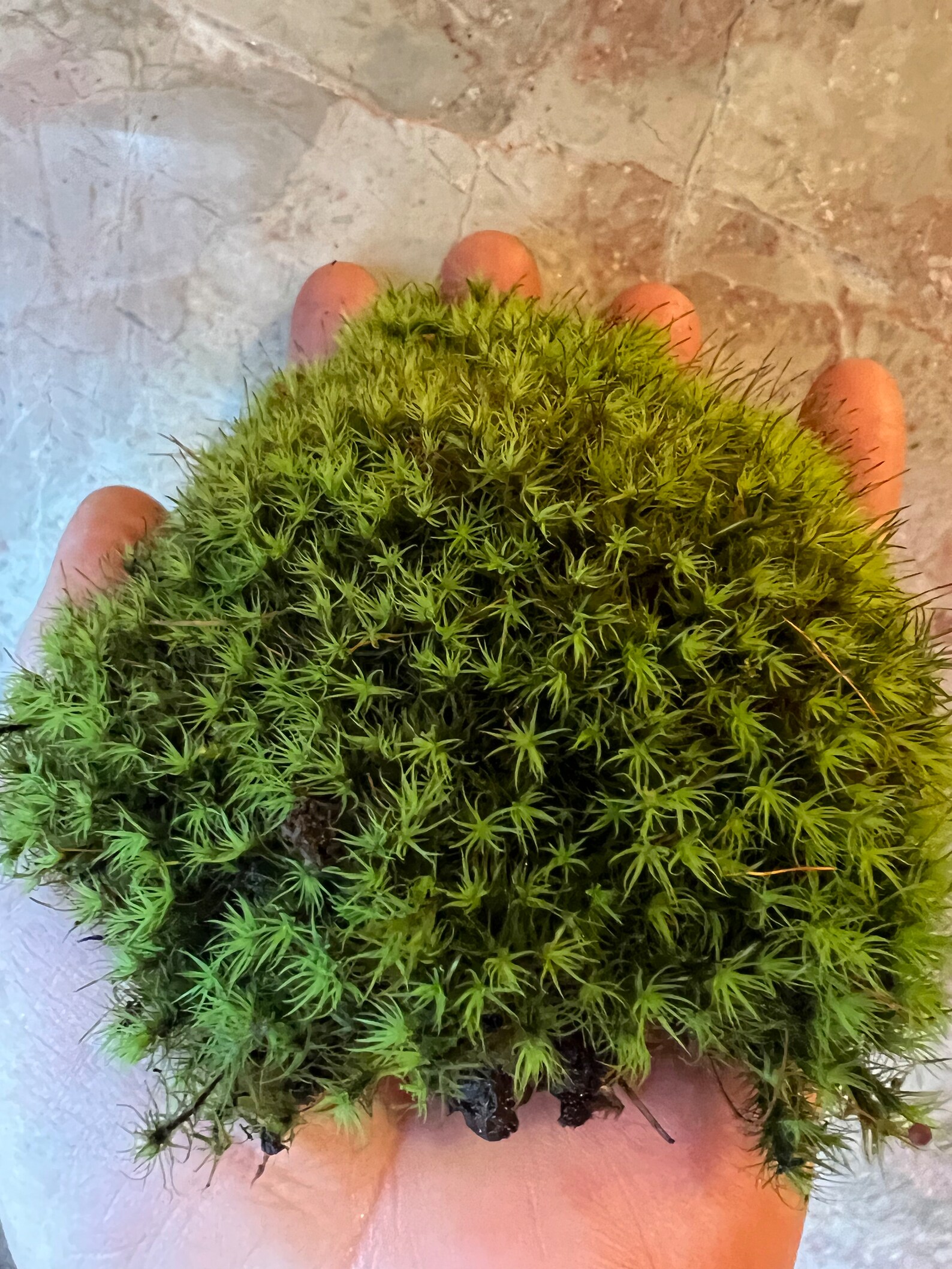 Rare Apple Moss - Etsy