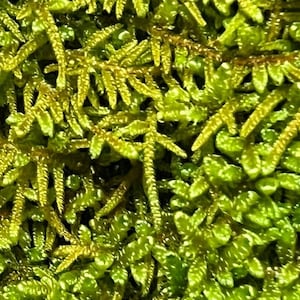 Brocade Moss / Live Sheet Moss - Etsy