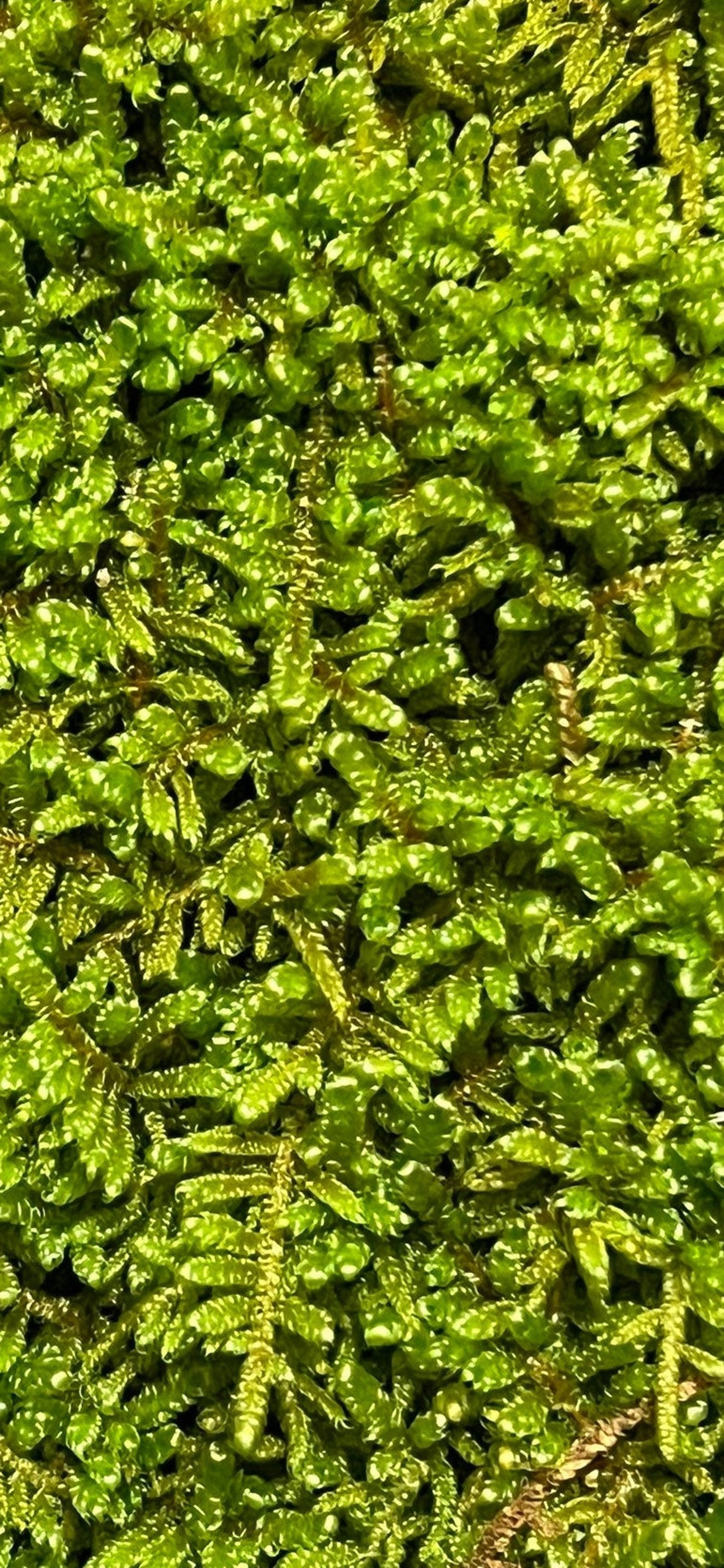 Brocade Moss / Live Sheet Moss - Etsy