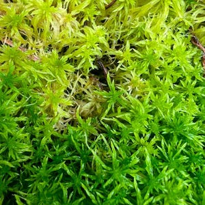 Live Sphagnum Moss 3 1/2” Dome ~ Aka “bog” Moss or “quaker” Moss - Etsy