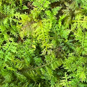 Delicate Fern Moss ~ Thuidium Delicatulum - Etsy