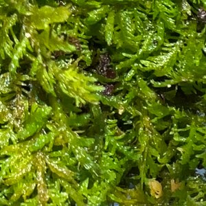 Delicate Fern Moss ~ Thuidium Delicatulum - Etsy