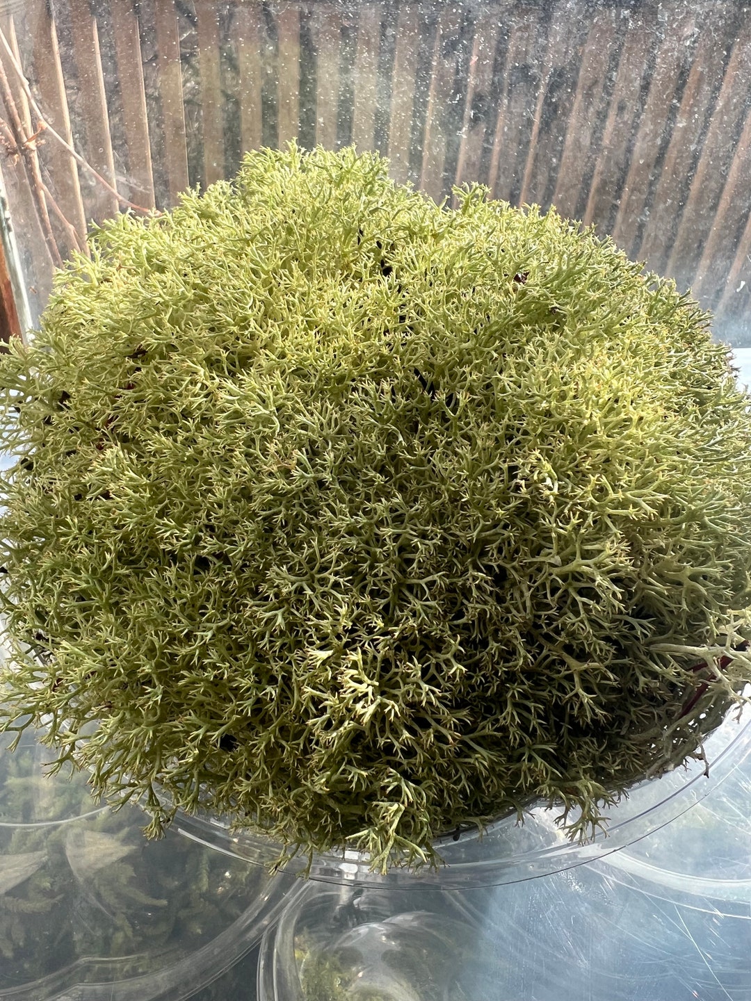 Reindeer Lichen ~ Aka Reindeer Moss 18 Oz. Dish - Etsy
