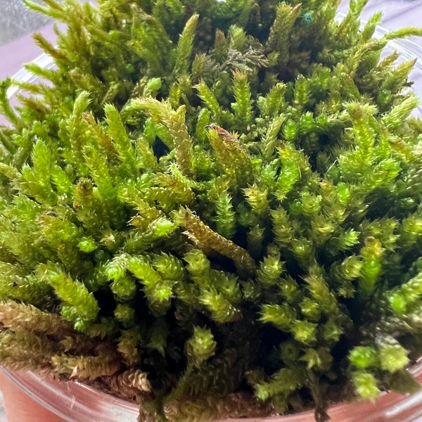 Live Moss - Etsy