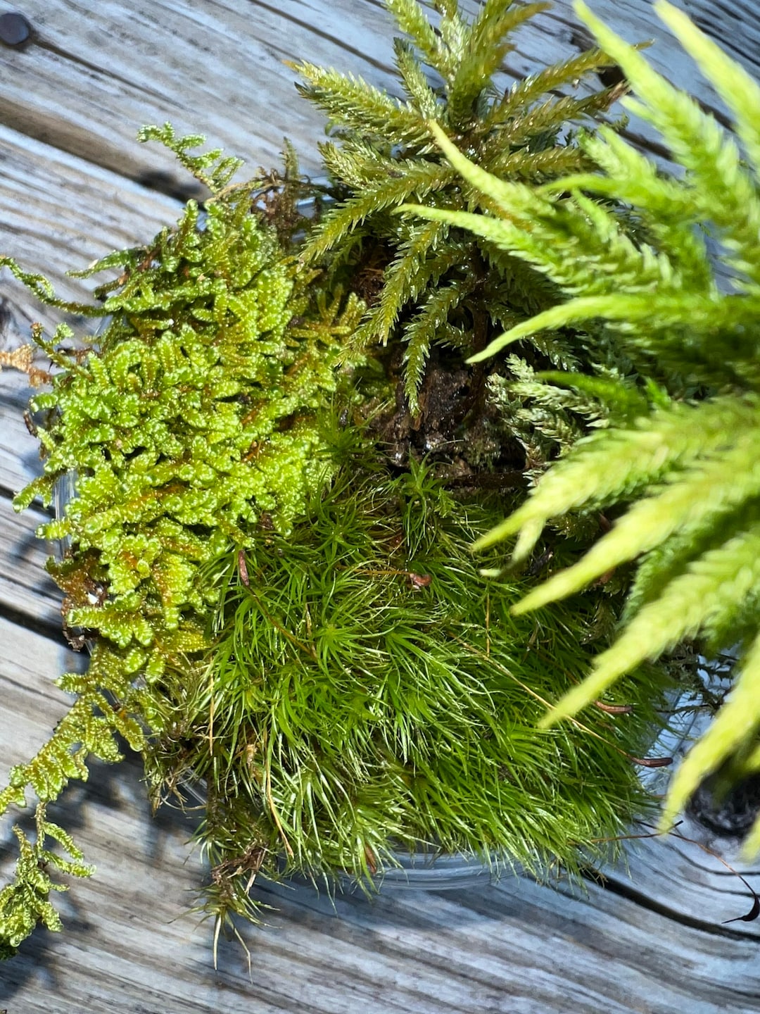5 Mini Moss Assortment Dome - Etsy