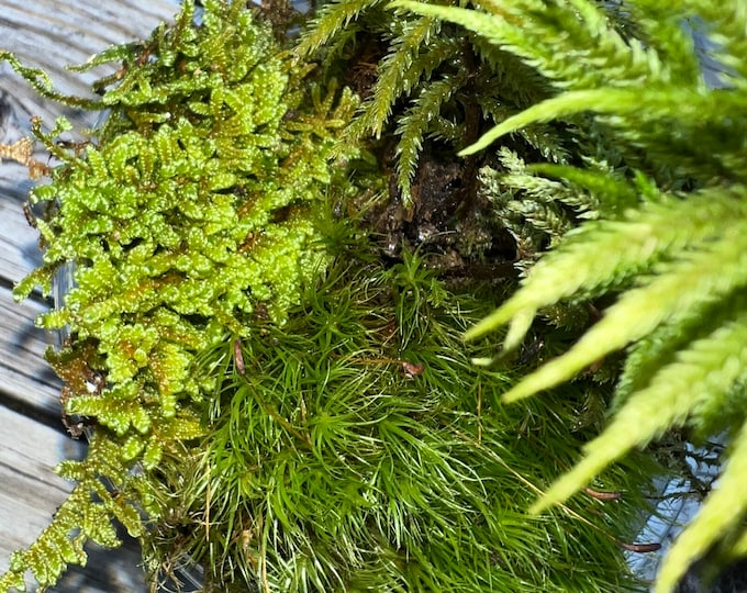 Cultivated Climacium Tree Moss Baby Plants||climacium Dendroides ...