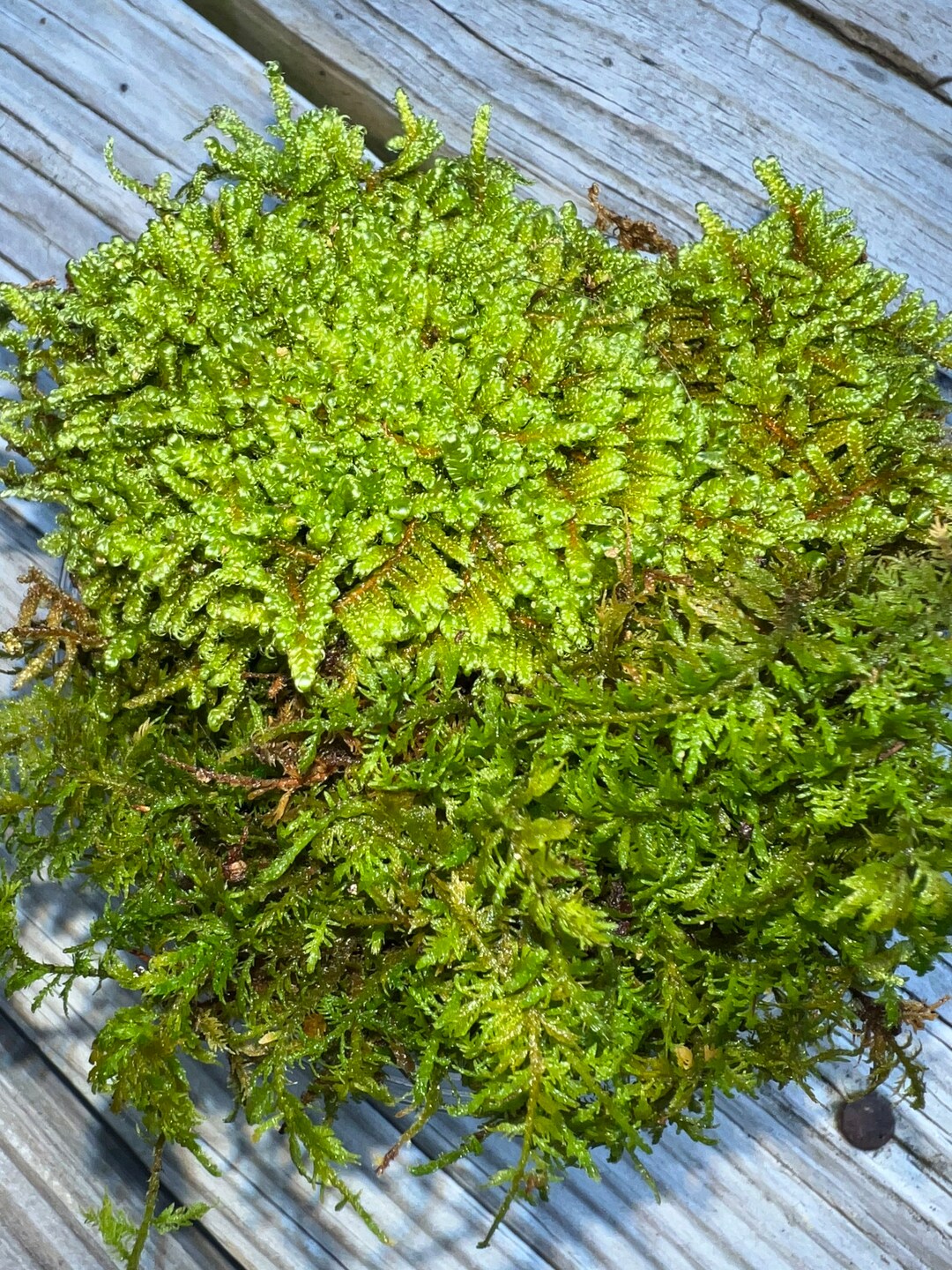 2 Mini Moss Assortment Dome - Etsy