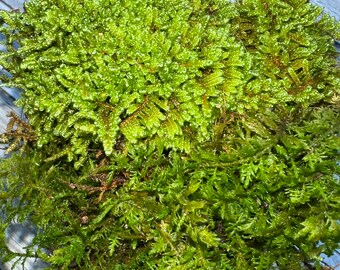 5 Mini Moss Assortment Dome - Etsy