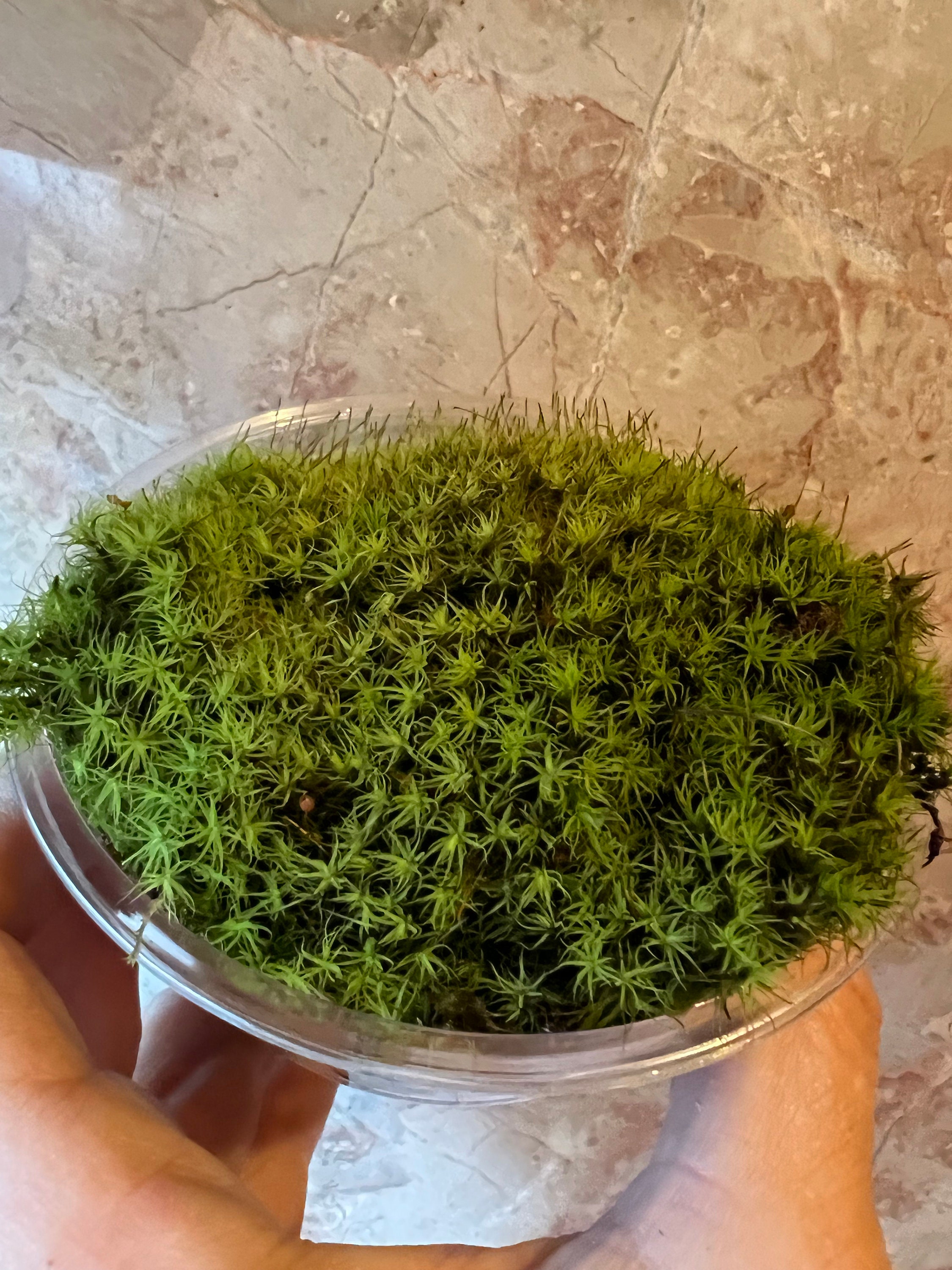 Rare Apple Moss - Etsy