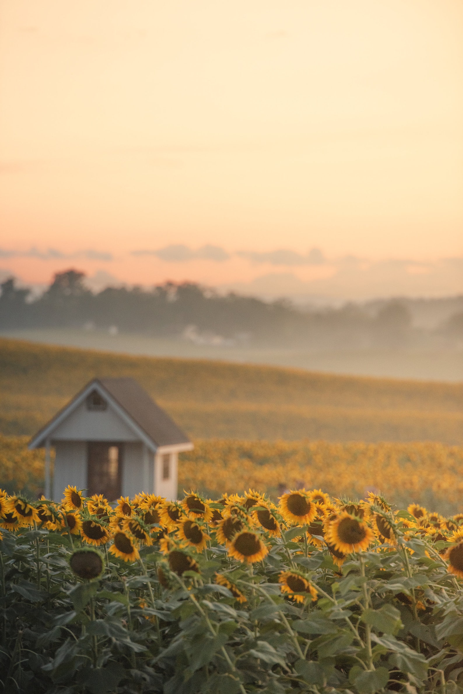 Sunflower Field at Sunset - Fall Sunflowers - Nature Landscape ...