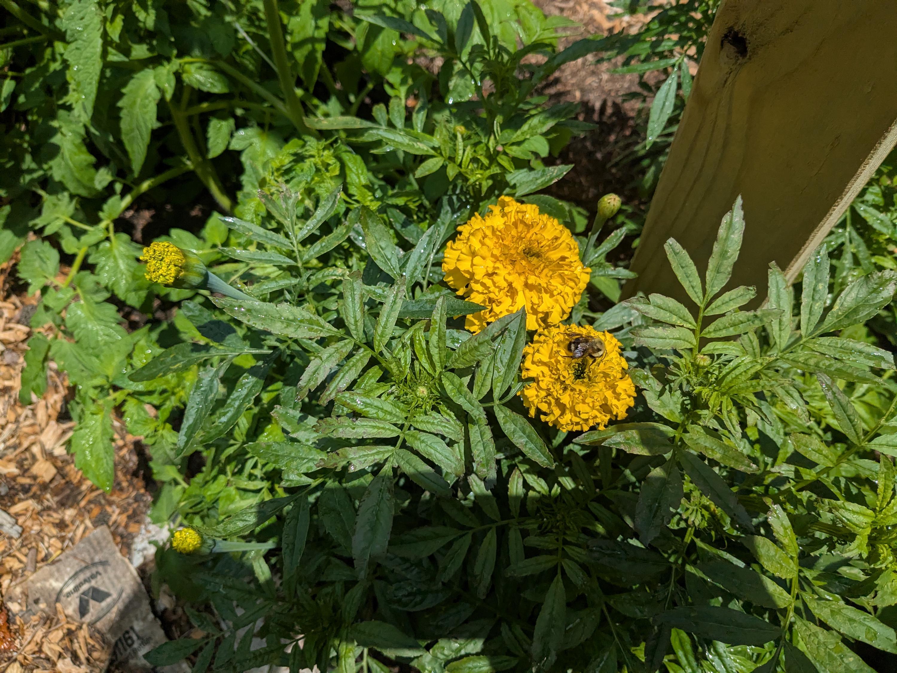 Marigold Seeds Cracker Jack - Etsy