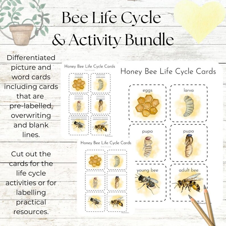 Bee-utiful Bee Life Cycle Learning: Montessori-inspired Activities and ...
