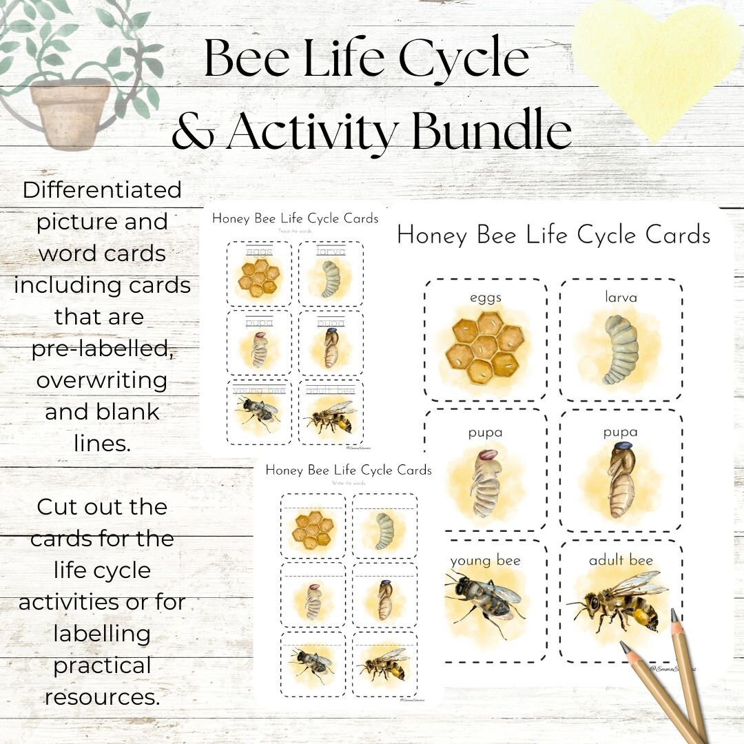 Bee-utiful Bee Life Cycle Learning: Montessori-inspired Activities and ...