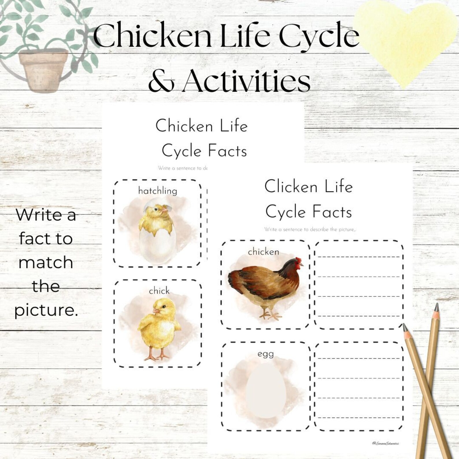 Egg-citing Chicken Life Cycle Activities: Montessori-inspired Unit for ...