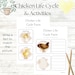 Egg-citing Chicken Life Cycle Activities: Montessori-inspired Unit for ...
