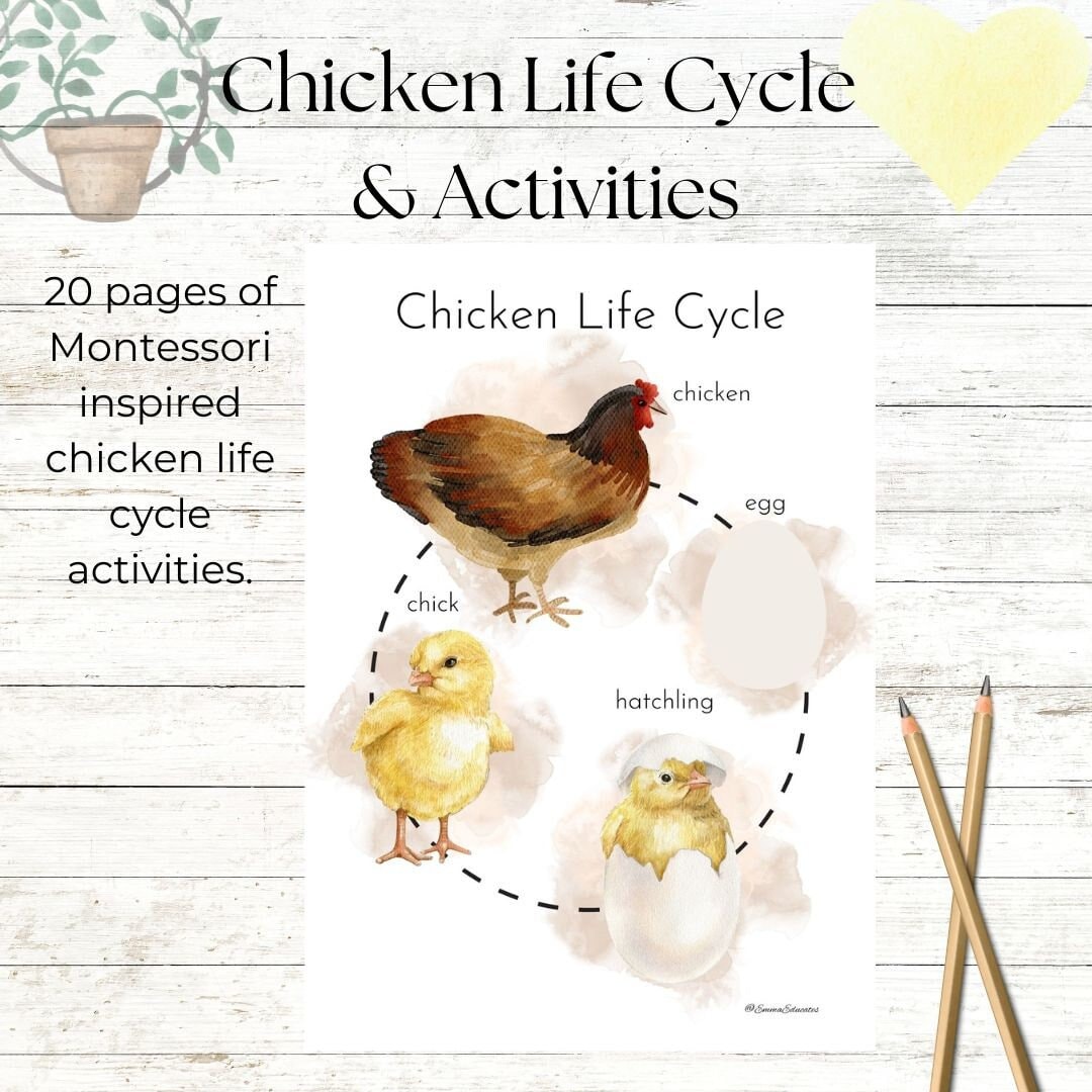 Egg-citing Chicken Life Cycle Activities: Montessori-inspired Unit for ...