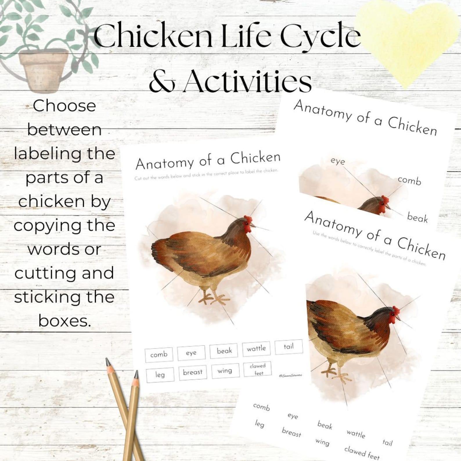 Egg-citing Chicken Life Cycle Activities: Montessori-inspired Unit for ...