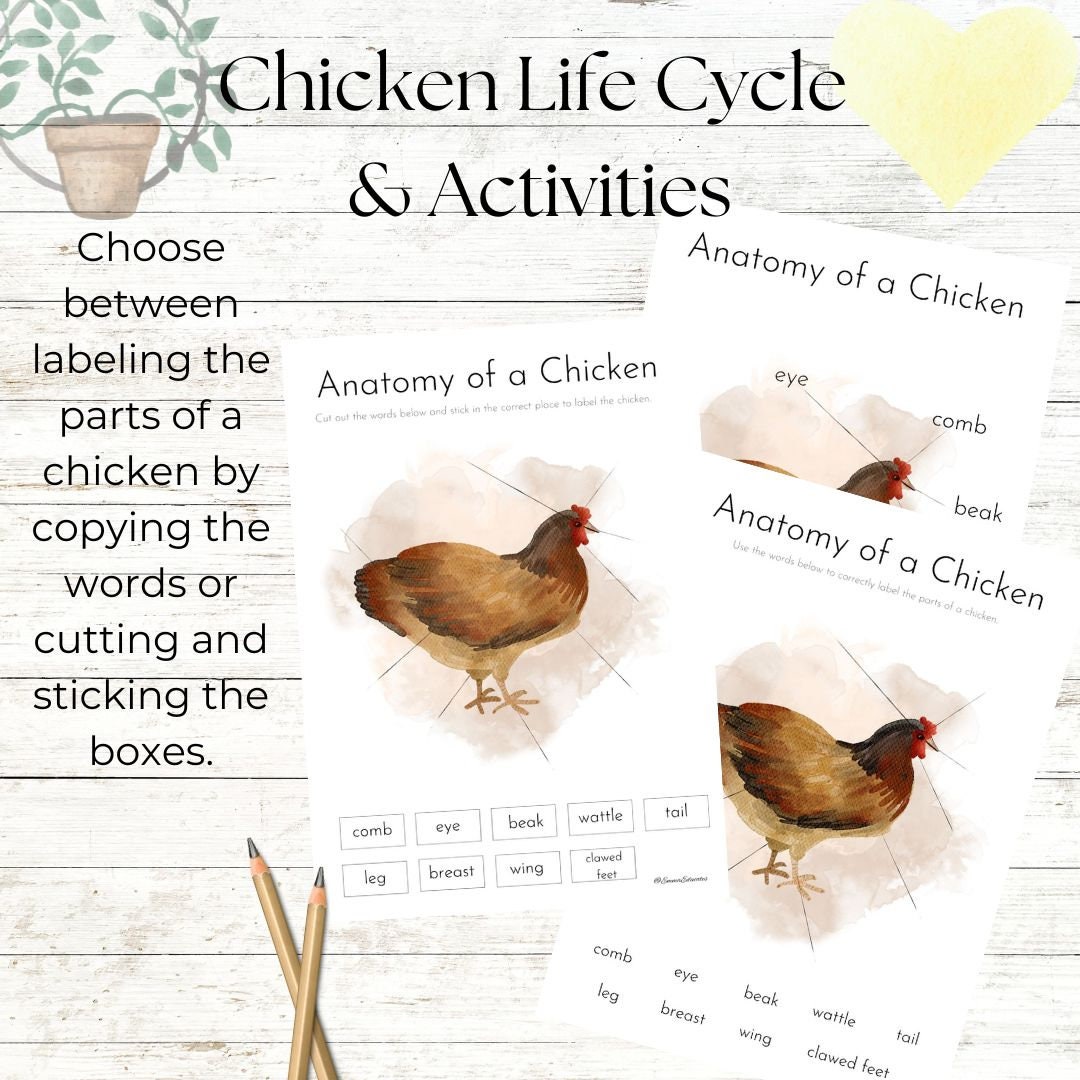 Egg-citing Chicken Life Cycle Activities: Montessori-inspired Unit for ...