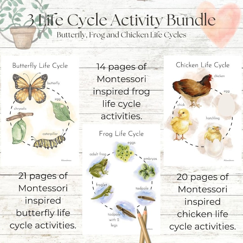 Life Cycle Bundle: Explore Life Cycles of Frogs, Butterflies, and ...