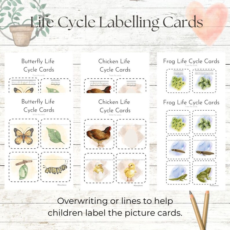 Life Cycle Bundle: Explore Life Cycles of Frogs, Butterflies, and ...