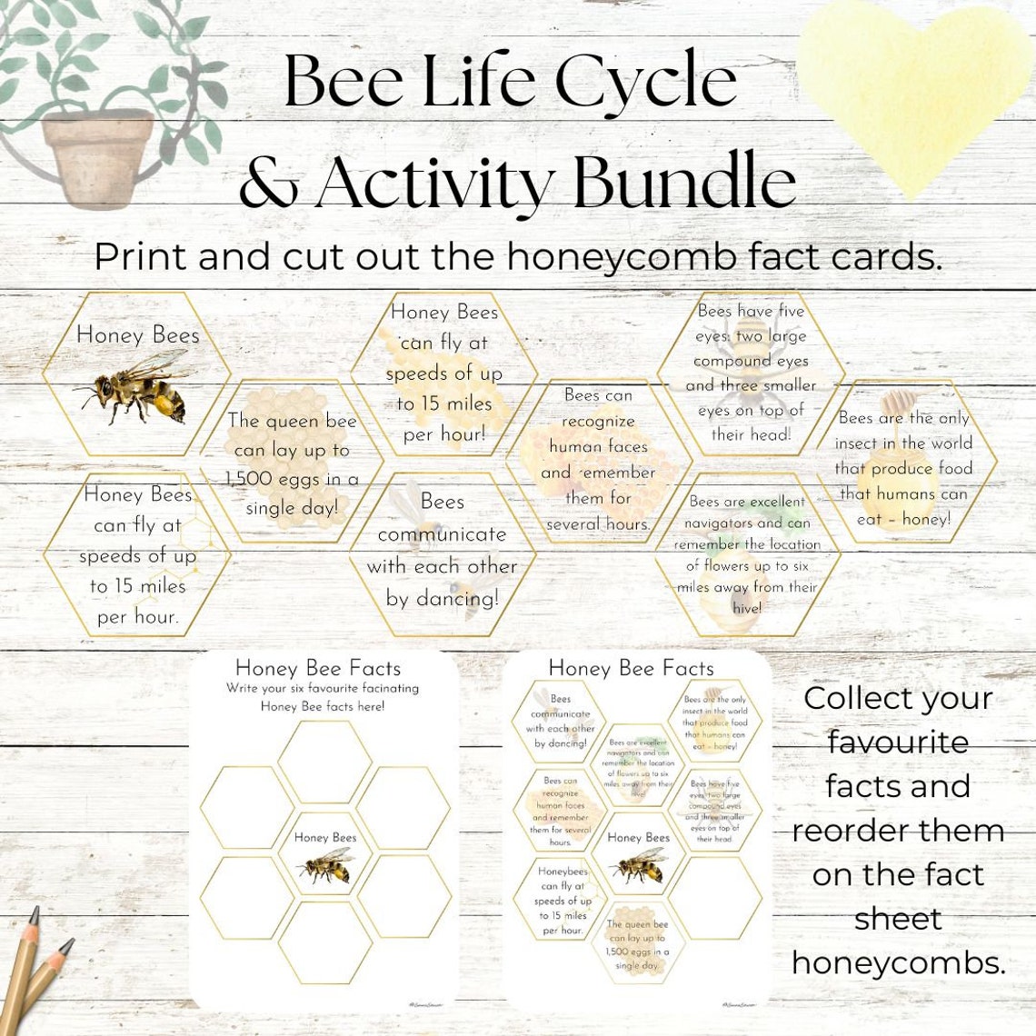 Bee-utiful Bee Life Cycle Learning: Montessori-inspired Activities and ...