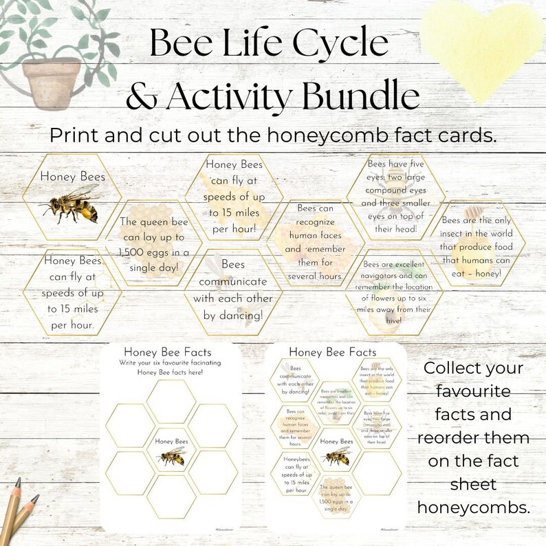 Bee-utiful Bee Life Cycle Learning: Montessori-inspired Activities and ...