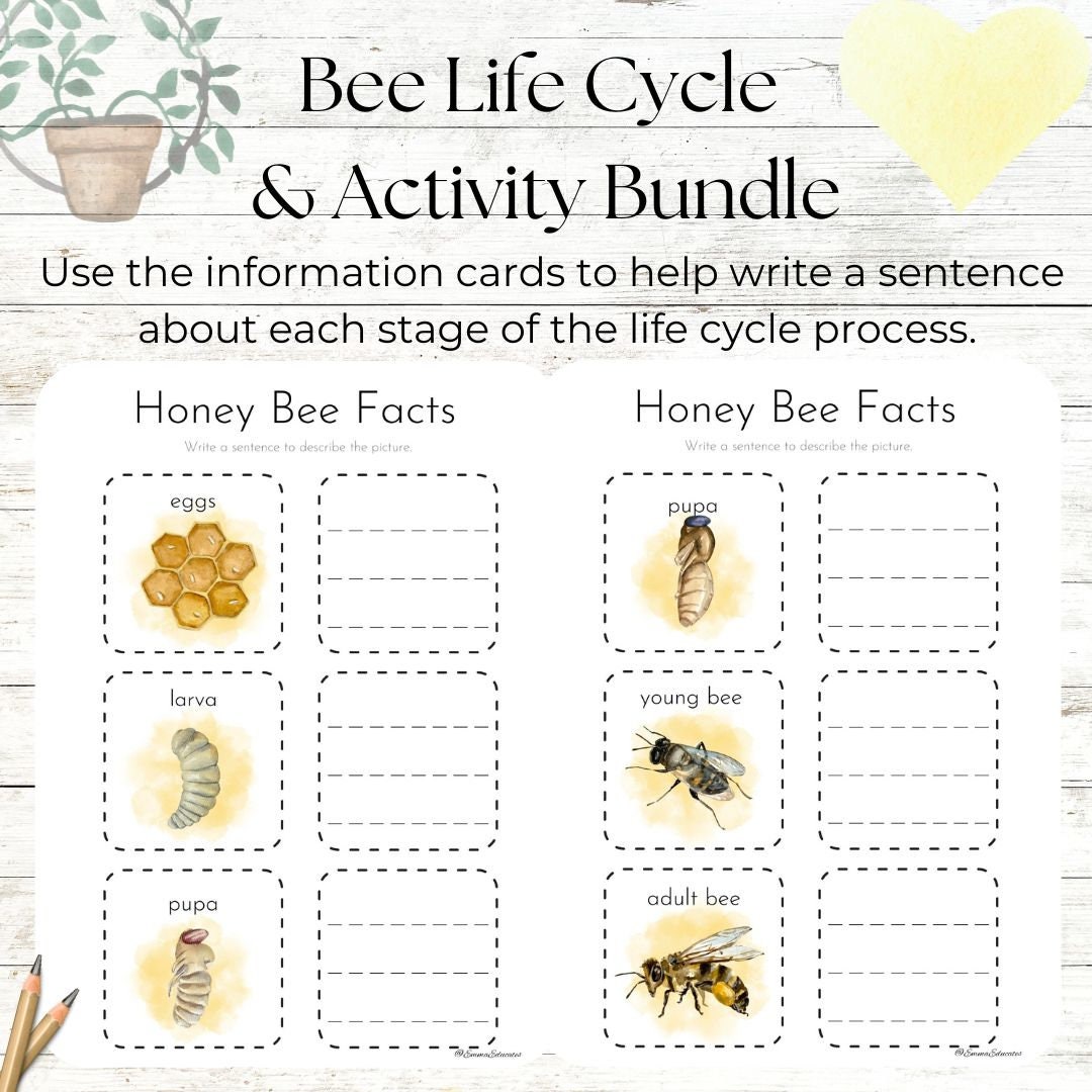 Bee-utiful Bee Life Cycle Learning: Montessori-inspired Activities and ...