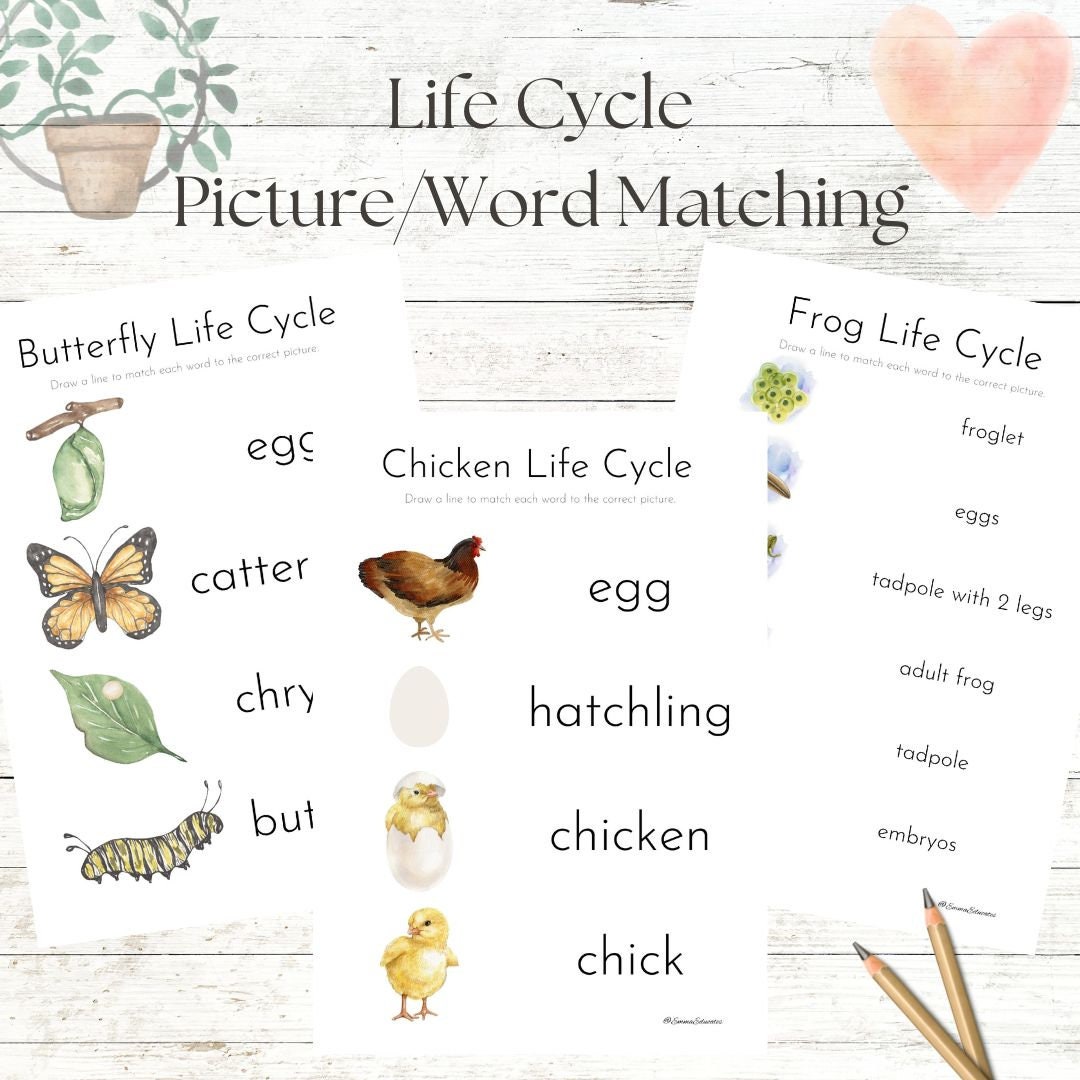 Life Cycle Bundle: Explore Life Cycles of Frogs Butterflies - Etsy