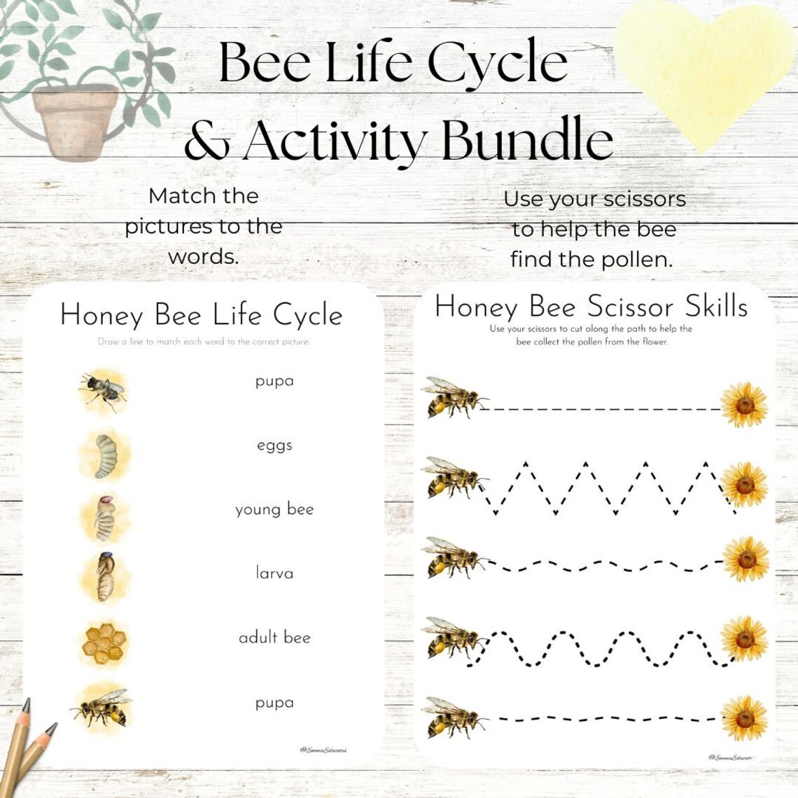 Bee-utiful Bee Life Cycle Learning: Montessori-inspired Activities and ...