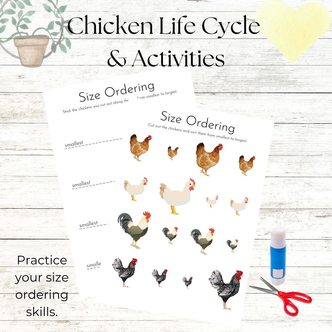 Egg-citing Chicken Life Cycle Activities: Montessori-inspired Unit for ...