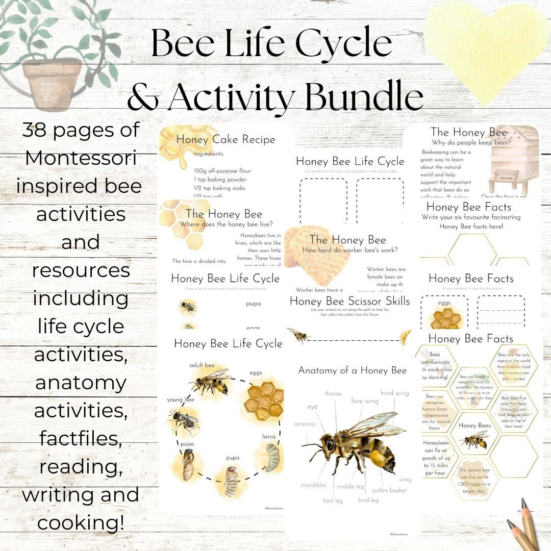 Bee-utiful Bee Life Cycle Learning: Montessori-inspired Activities and ...