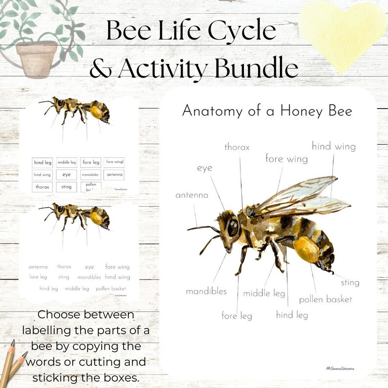 Bee-utiful Bee Life Cycle Learning: Montessori-inspired Activities and ...