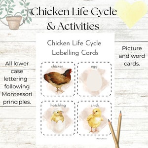 Egg-citing Chicken Life Cycle Activities: Montessori-inspired Unit for ...