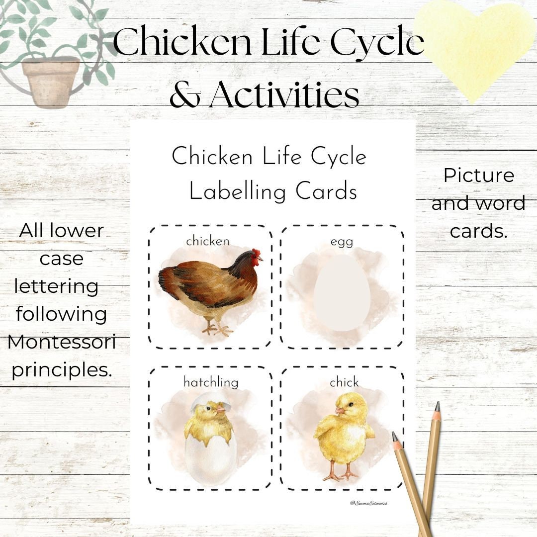 Egg-citing Chicken Life Cycle Activities: Montessori-inspired Unit for ...
