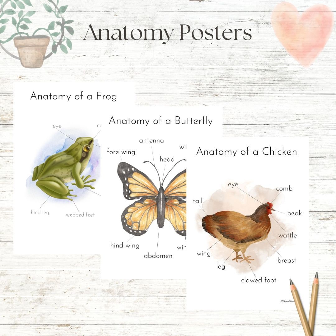 Life Cycle Bundle: Explore Life Cycles of Frogs Butterflies - Etsy