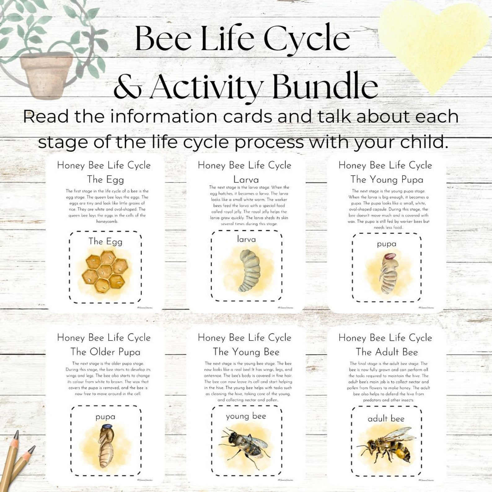 Bee-utiful Bee Life Cycle Learning: Montessori-inspired Activities and ...
