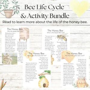 Bee-utiful Bee Life Cycle Learning: Montessori-inspired Activities and ...