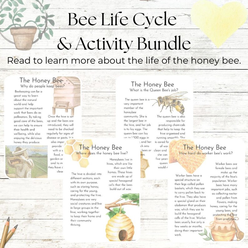 Bee-utiful Bee Life Cycle Learning: Montessori-inspired Activities and ...