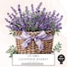 Lavender Basket Clipart, Lavender Clipart, Spring Clipart, Botanical ...