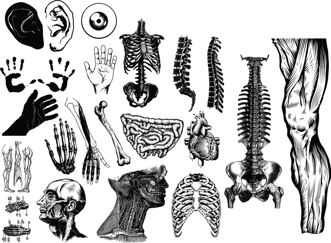 Anatomy , Body Eps , Lines Vector Svg , Cricut Eps , Body Pdf , Vector ...