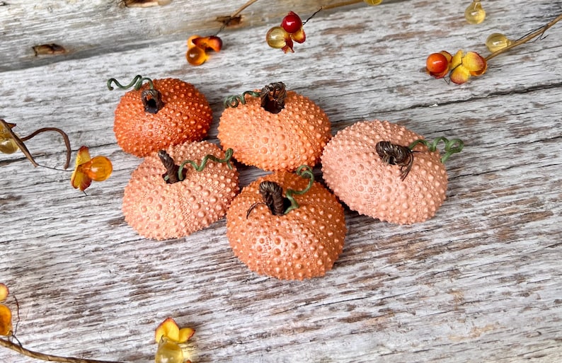 Mini Pumkpin Sea Urchins, Handmade for Your DIY Coastal Fall Crafts ...