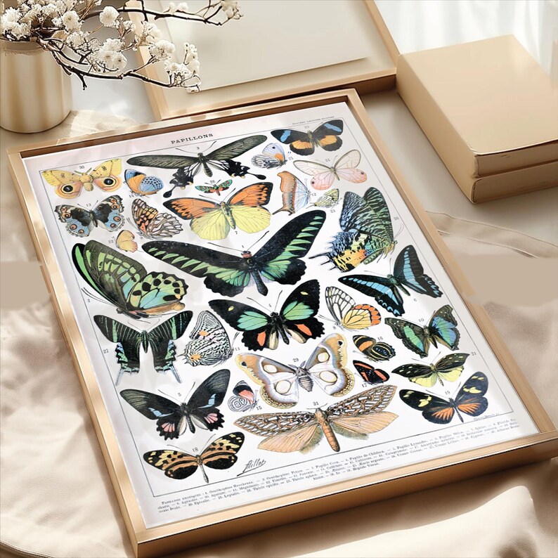 Vintage Style Butterflies Print Scientific Insect Poster Edcuational ...