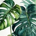 100 Watercolour Monstera Jungle Leaves, Digital Downloads, Tropical ...